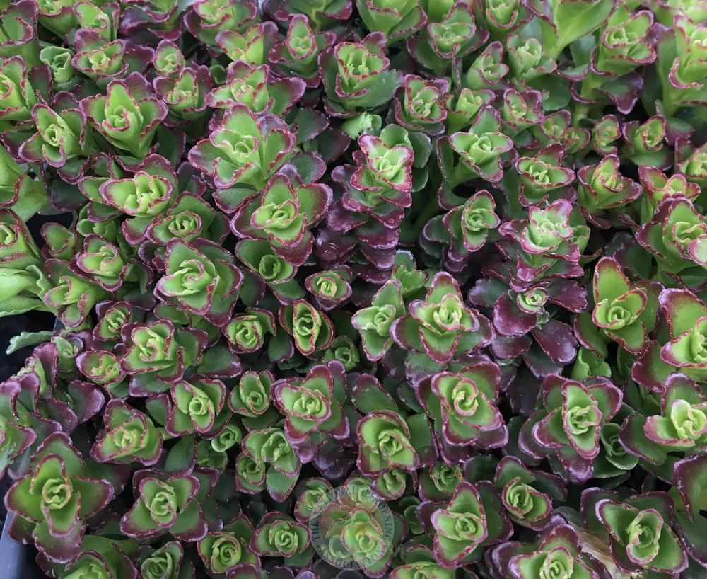 Photo of the leaves of Two-Row Stonecrop (Phedimus spurius Spot On™ Deep Rose) posted by ...