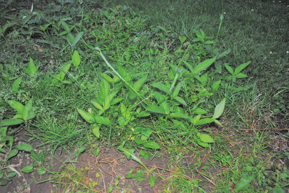 Photo of the entire plant of Crow-Dipper (Pinellia ternata) posted by ...