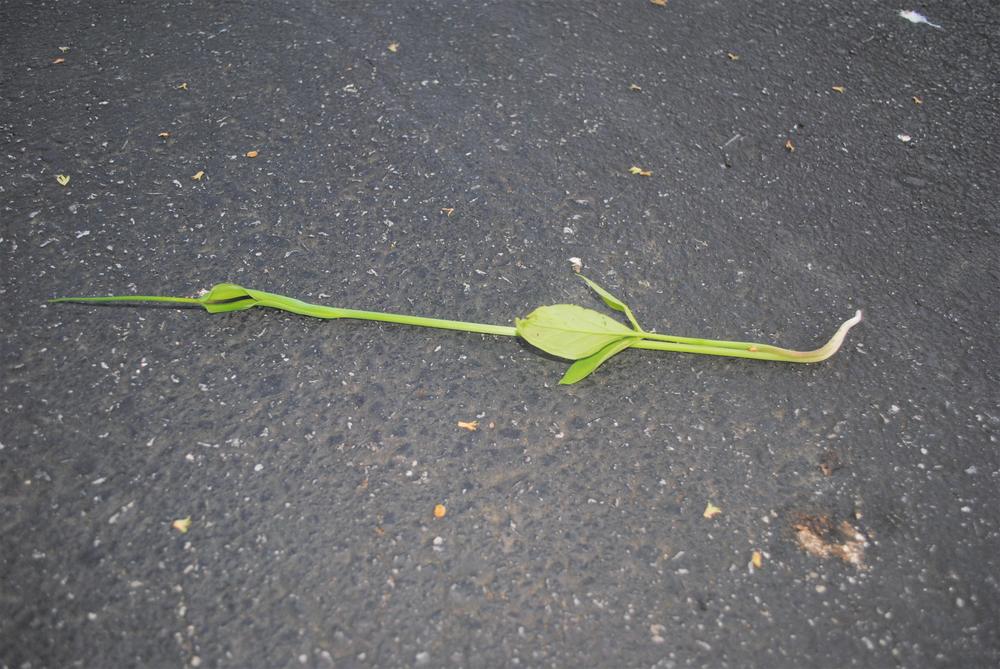 Photo of the bloom of Crow-Dipper (Pinellia ternata) posted by ILPARW ...