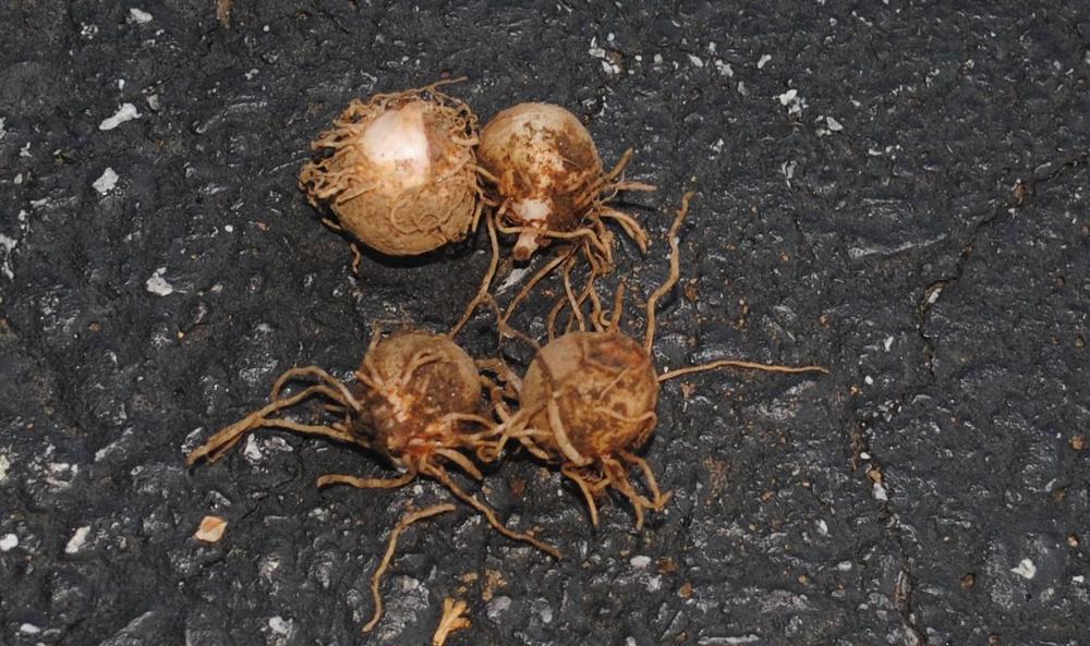 Photo of the bulb of Crow-Dipper (Pinellia ternata) posted by ILPARW ...