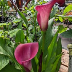 Photo of the entire plant of Calla Lily (Zantedeschia 'Sumatra') posted ...