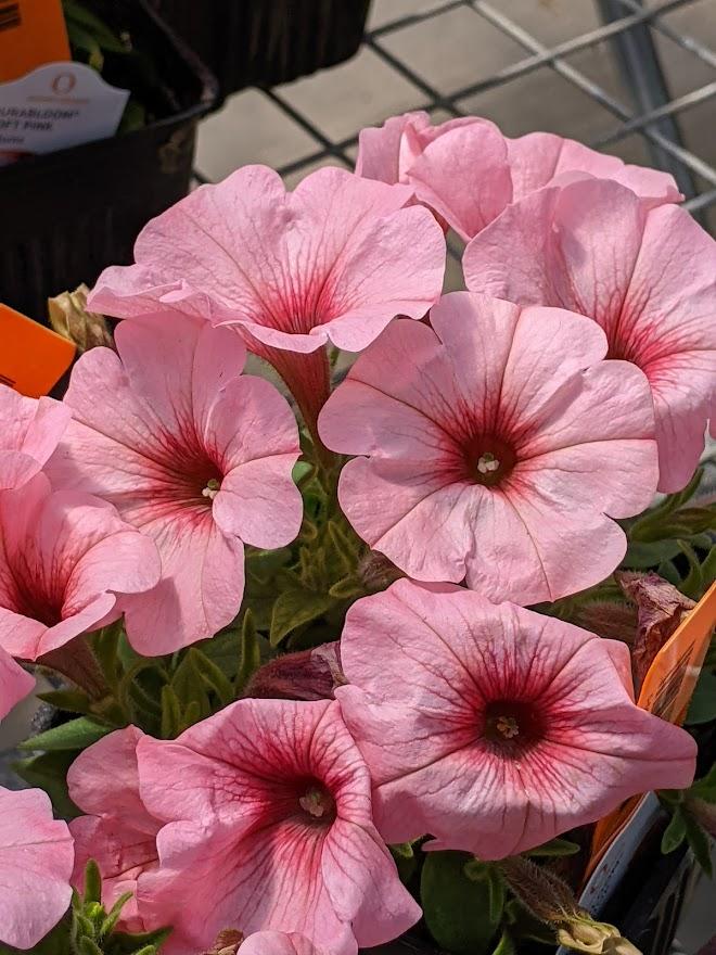 Photo of the bloom of Petunia DuraBloom™ Soft Pink posted by Joy ...