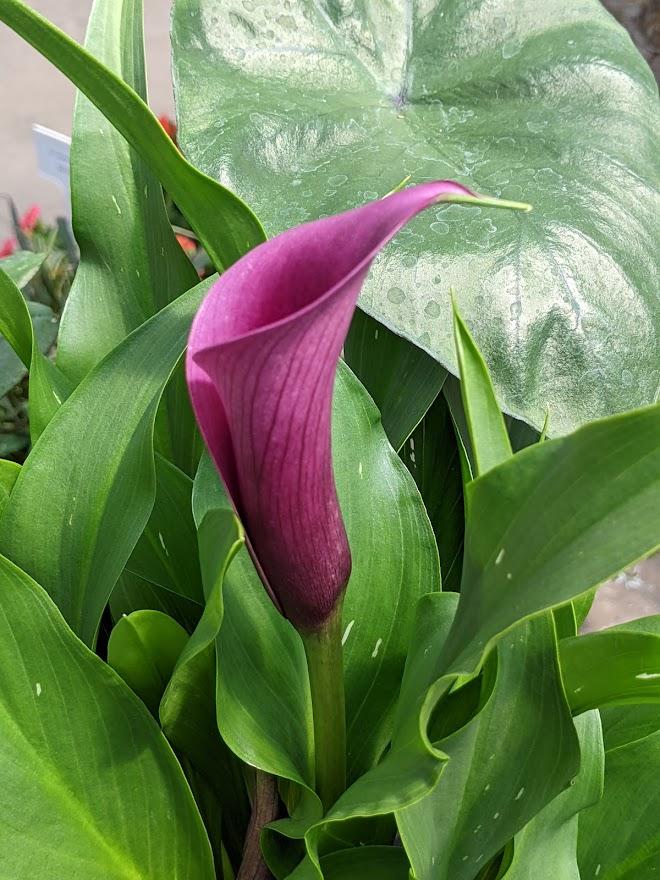 Photo of the bloom of Calla Lily (Zantedeschia 'Paco') posted by Joy ...