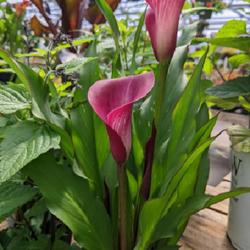 Photo of the entire plant of Calla Lily (Zantedeschia 'Sumatra') posted ...