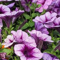 Photo of the entire plant of Petunia DuraBloom™ Blue Vein posted by Joy ...