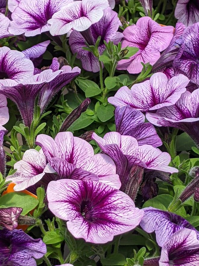 Photo of the entire plant of Petunia DuraBloom™ Blue Vein posted by Joy ...