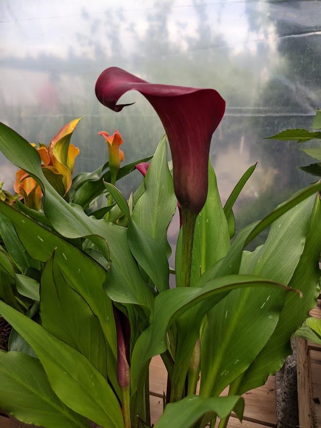 Photo of the entire plant of Calla Lily (Zantedeschia 'Sumatra') posted ...