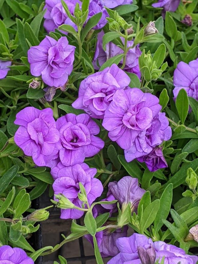 Photo of the bloom of Million Bells (Calibrachoa MiniFamous™ Neo Double ...