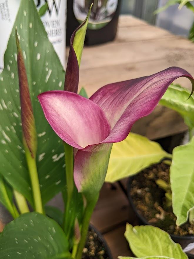 Photo of the bloom of Calla Lily (Zantedeschia rehmannii 'Royal Plum ...