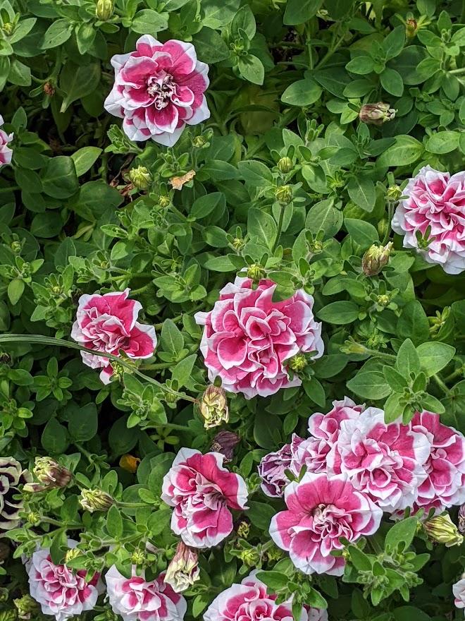 Photo of the entire plant of Petunia 'Pink Diamond' posted by Joy ...