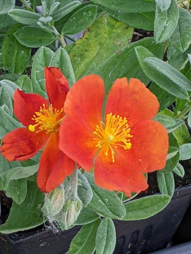 Photo of the bloom of Sun Rose (Helianthemum nummularium 'Henfield ...