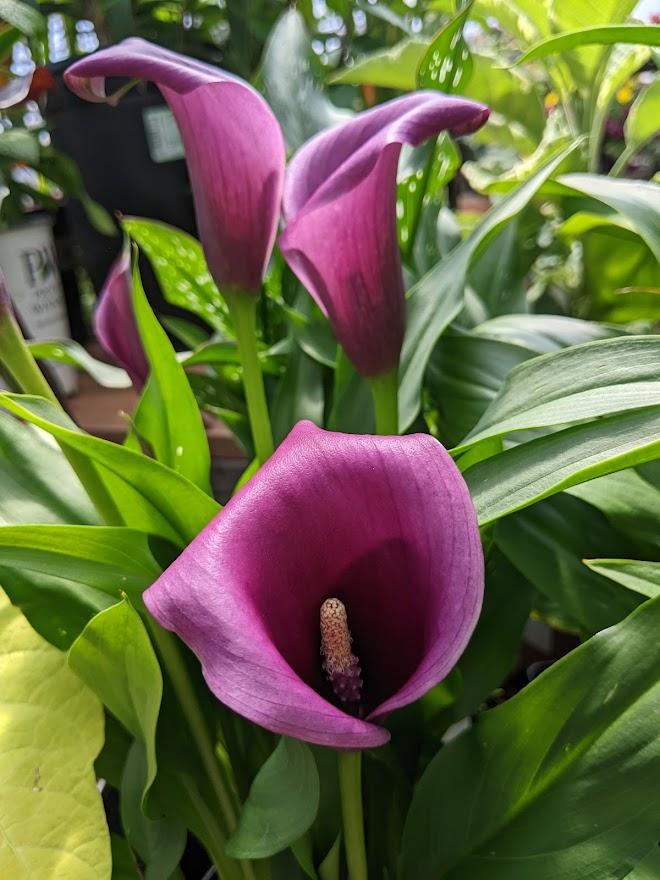 Photo of the entire plant of Calla Lily (Zantedeschia 'Paco') posted by ...