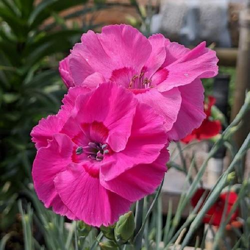 Pinks (Dianthus American Pie™ Bumbleberry Pie) in the Dianthus Database ...