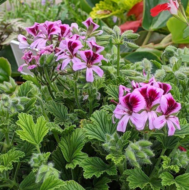 Photo of the entire plant of Fish Geranium (Pelargonium x hortorum ...