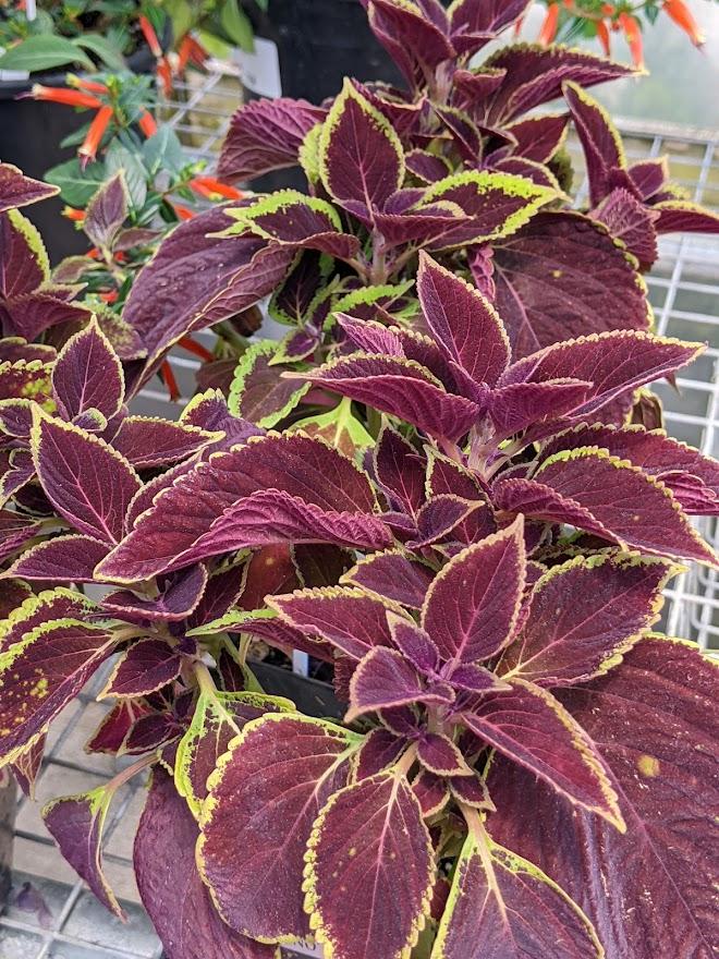 Photo of the entire plant of Coleus (Coleus scutellarioides Vino ...