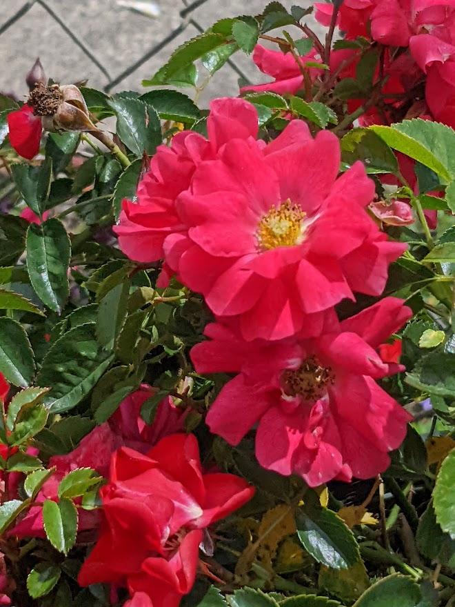 Photo of the bloom of Rose (Rosa 'Flower Carpet Pink Supreme') posted ...