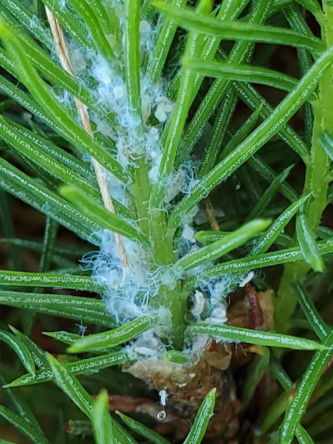 White bugs/webs/fungus growing on dwarf alberta spruce! in the Ask a ...