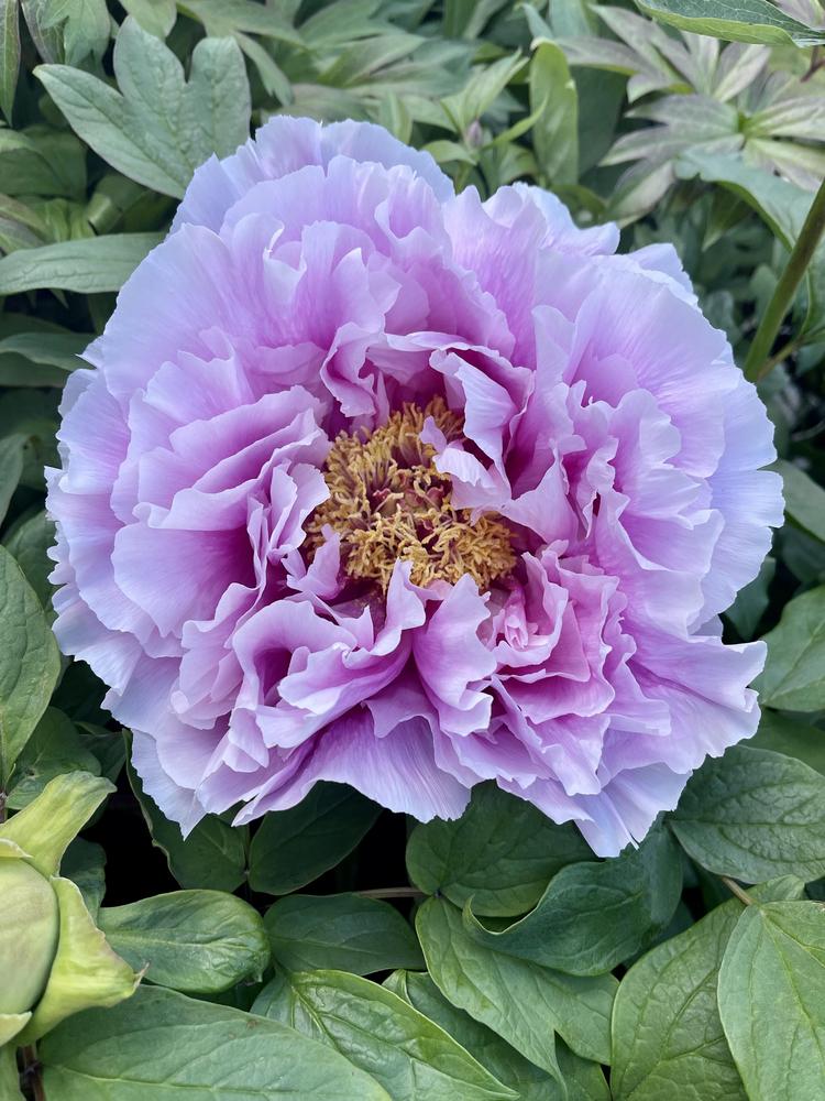 Photo of the bloom of Japanese Tree Peony (Paeonia x suffruticosa ...