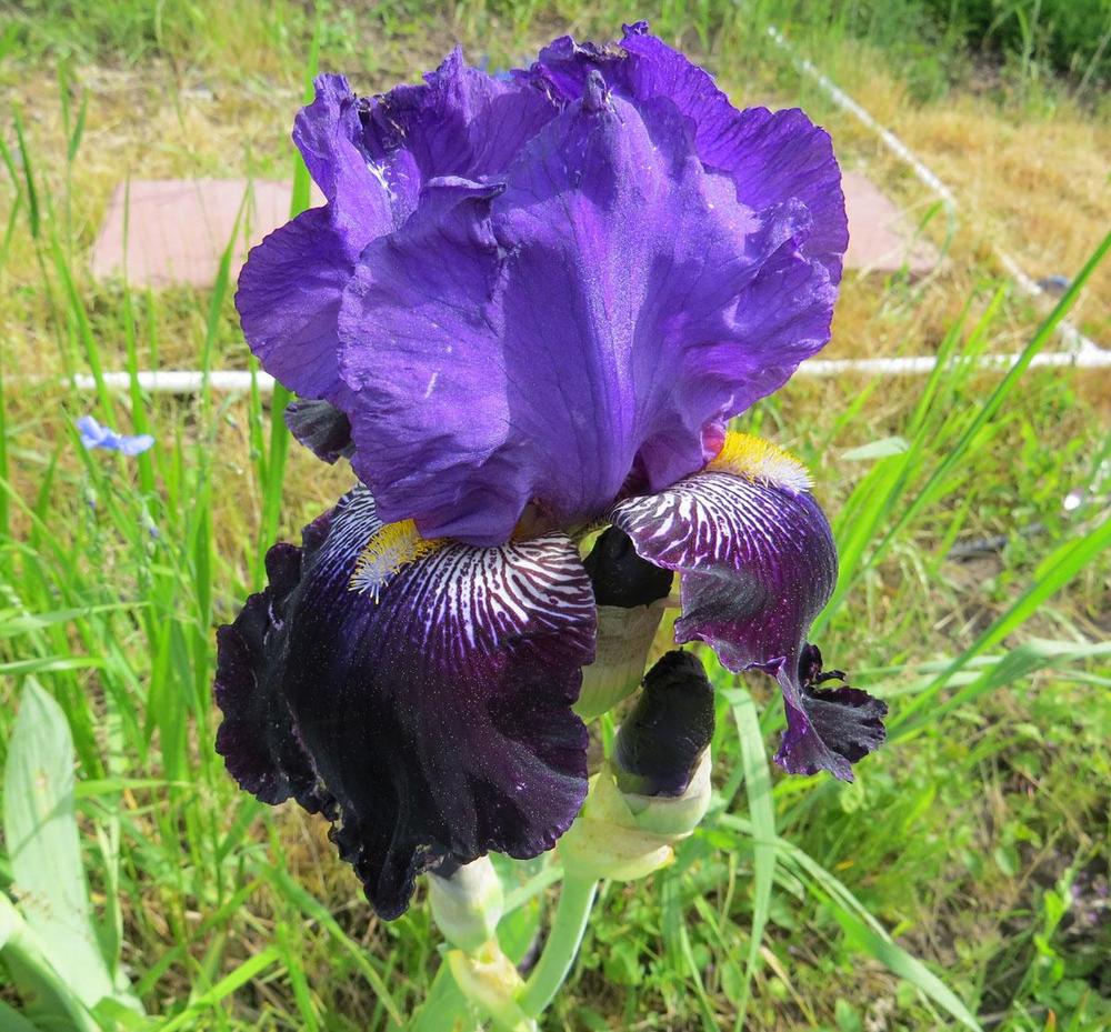 Photo of the bloom of Tall Bearded Iris (Iris 'Police Stories') posted ...