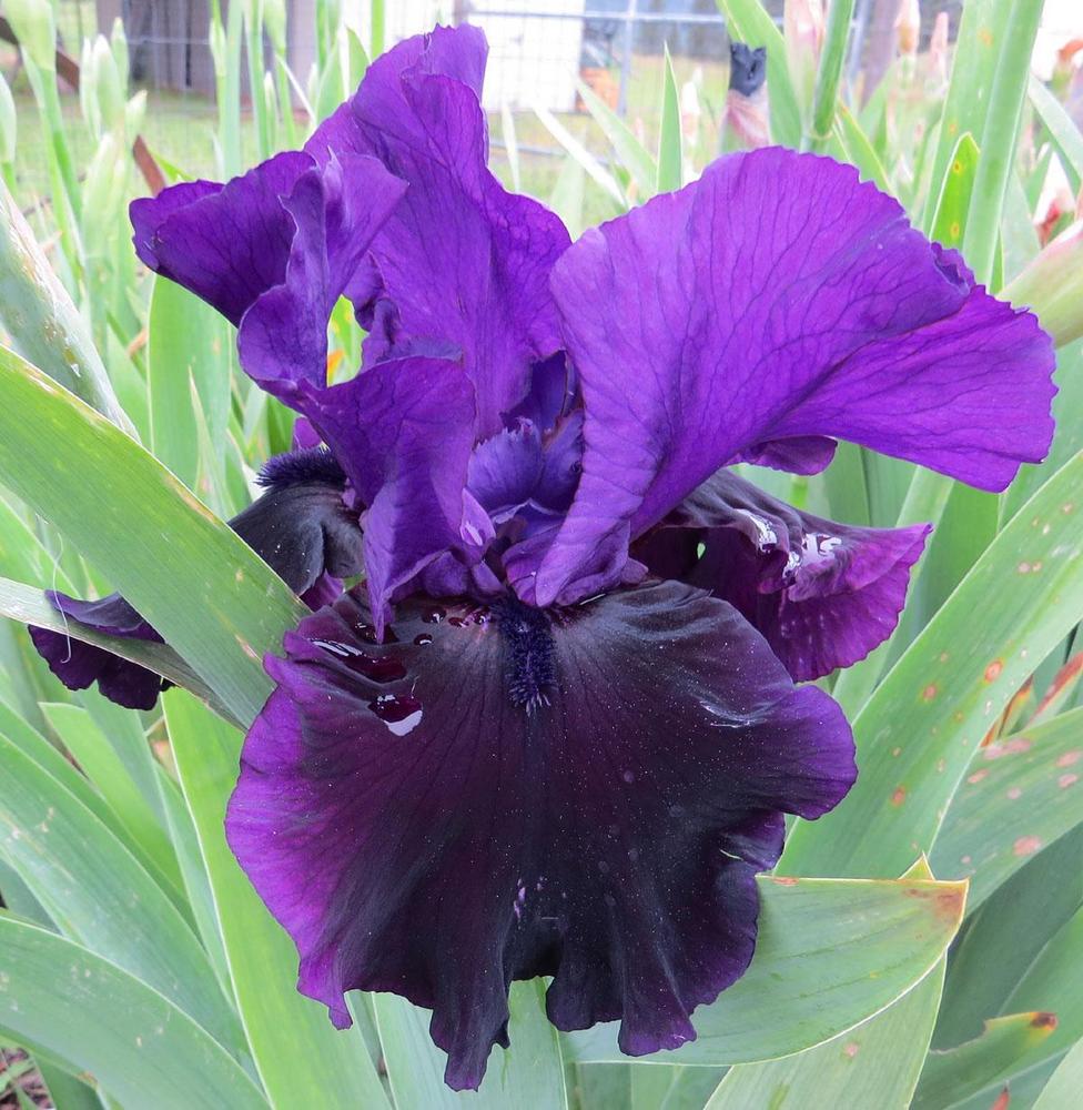 Photo of the bloom of Tall Bearded Iris (Iris 'Midnight Treat') posted ...