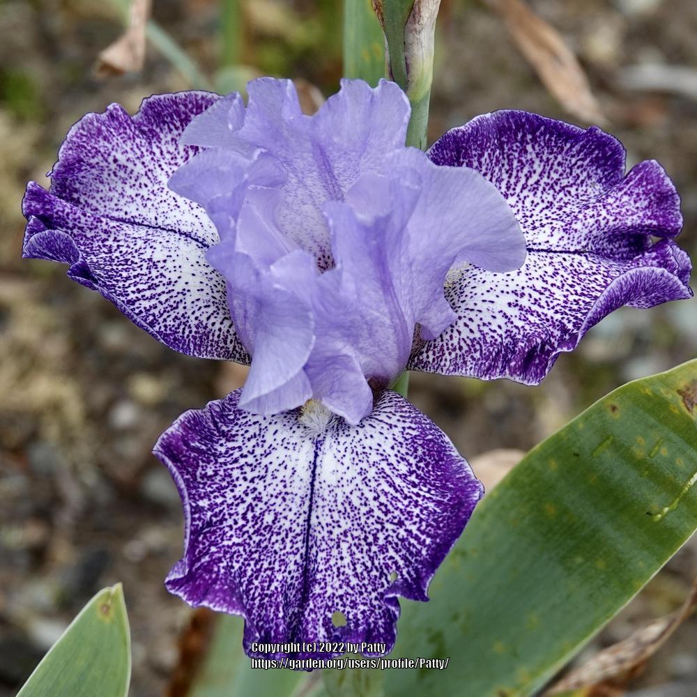 Photo of the bloom of Tall Bearded Iris (Iris 'Splashacata') posted by Patty - Garden.org