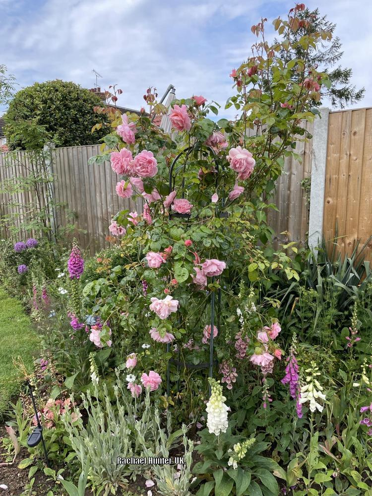 Photo of the entire plant of Rose (Rosa 'Strawberry Hill') posted by ...