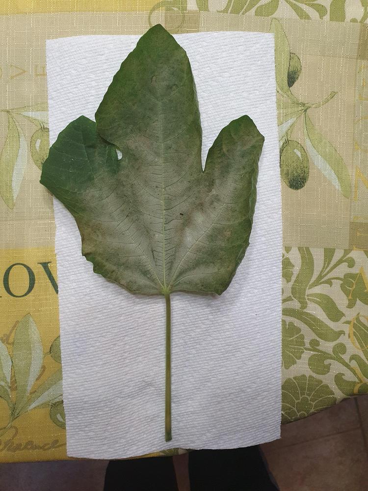 Damaged fig leaves in the Ask a Question forum - Garden.org