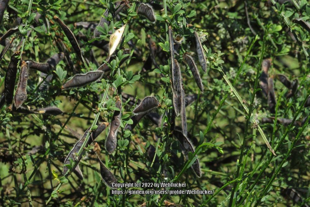 Photo of the seed pods or heads of Scotch Broom (Cytisus scoparius ...