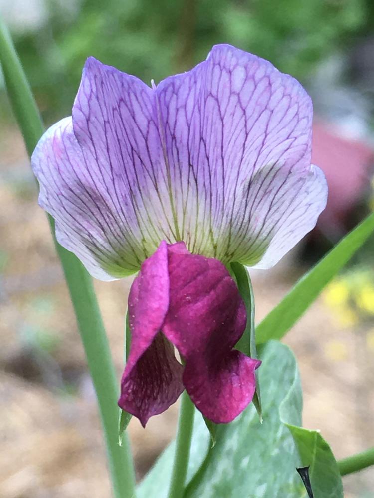 Pea (Lathyrus oleraceus 'Spring Blush') in the Peas Database - Garden.org