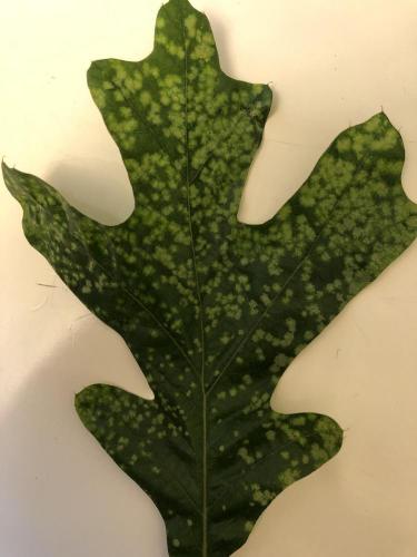 White Oak tree disease (white leaf spots) in the Ask a Question forum ...