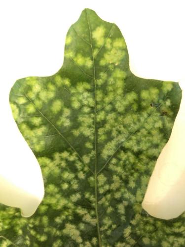 White Oak tree disease (white leaf spots) in the Ask a Question forum ...