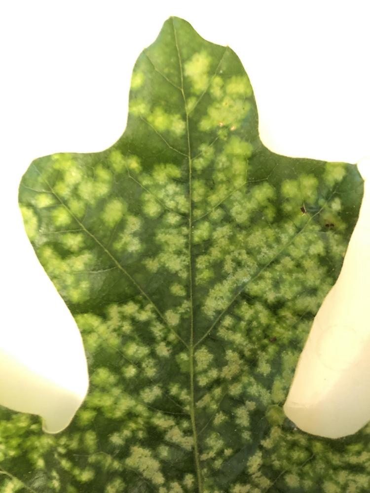 White Oak tree disease (white leaf spots) in the Ask a Question forum ...