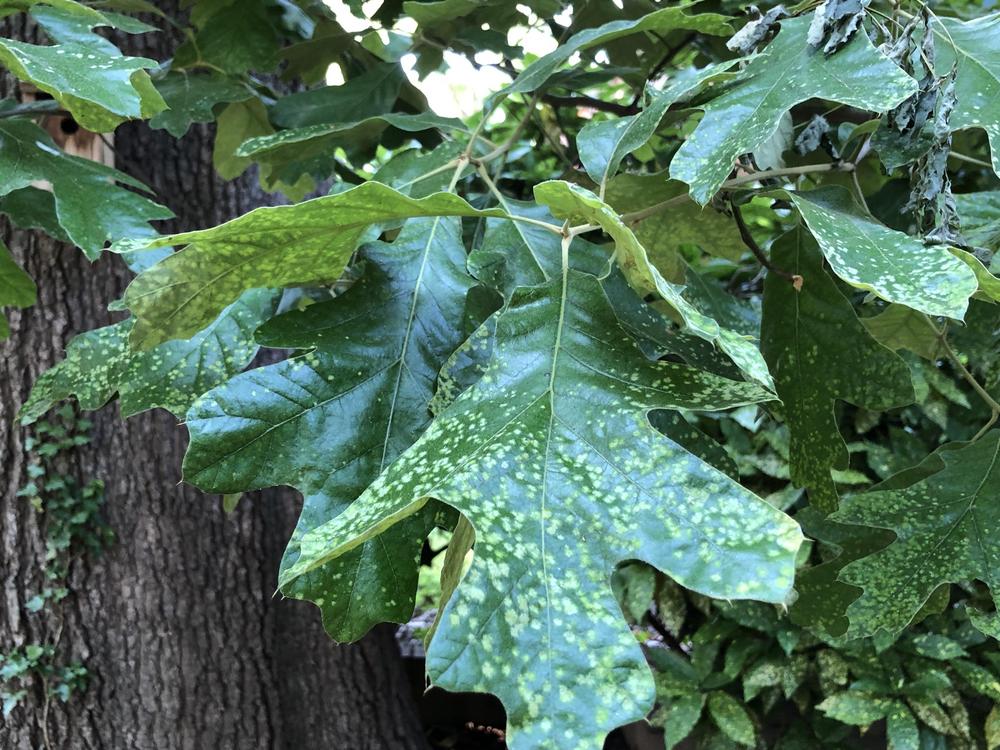 White Oak tree disease (white leaf spots) in the Ask a Question forum ...