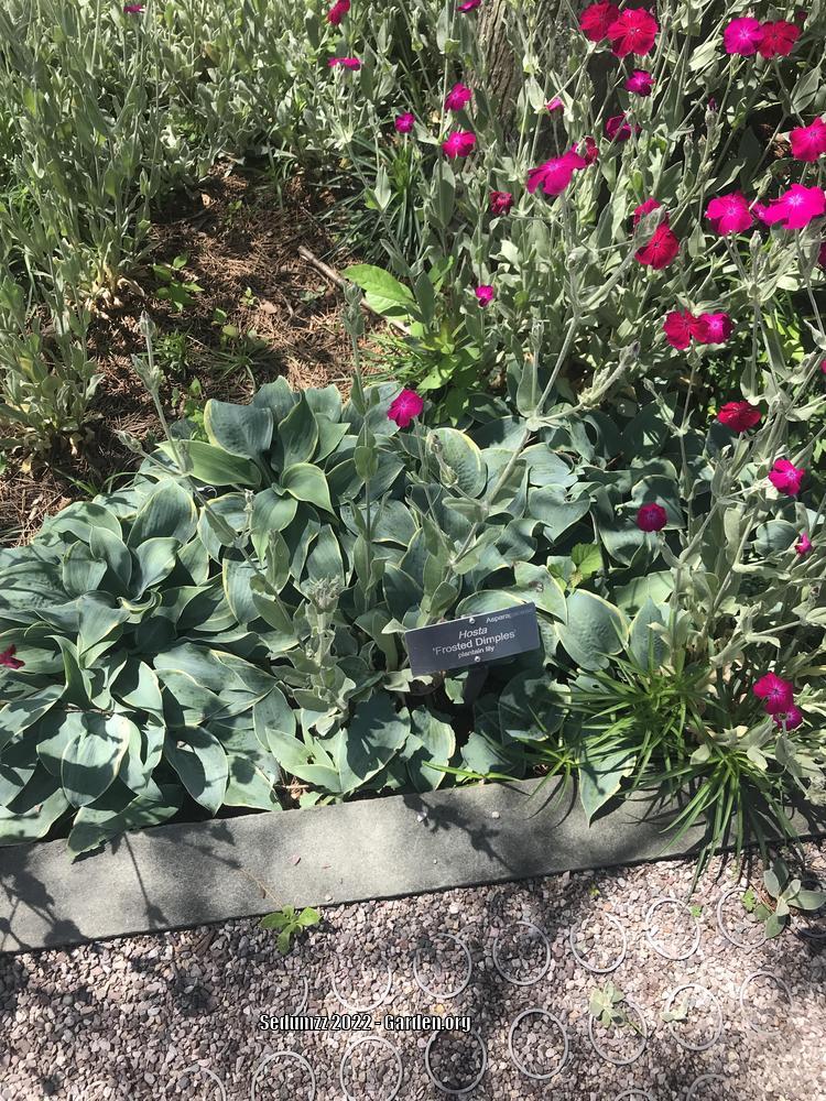 Photo of the entire plant of Hosta 'Frosted Dimples' posted by sedumzz ...