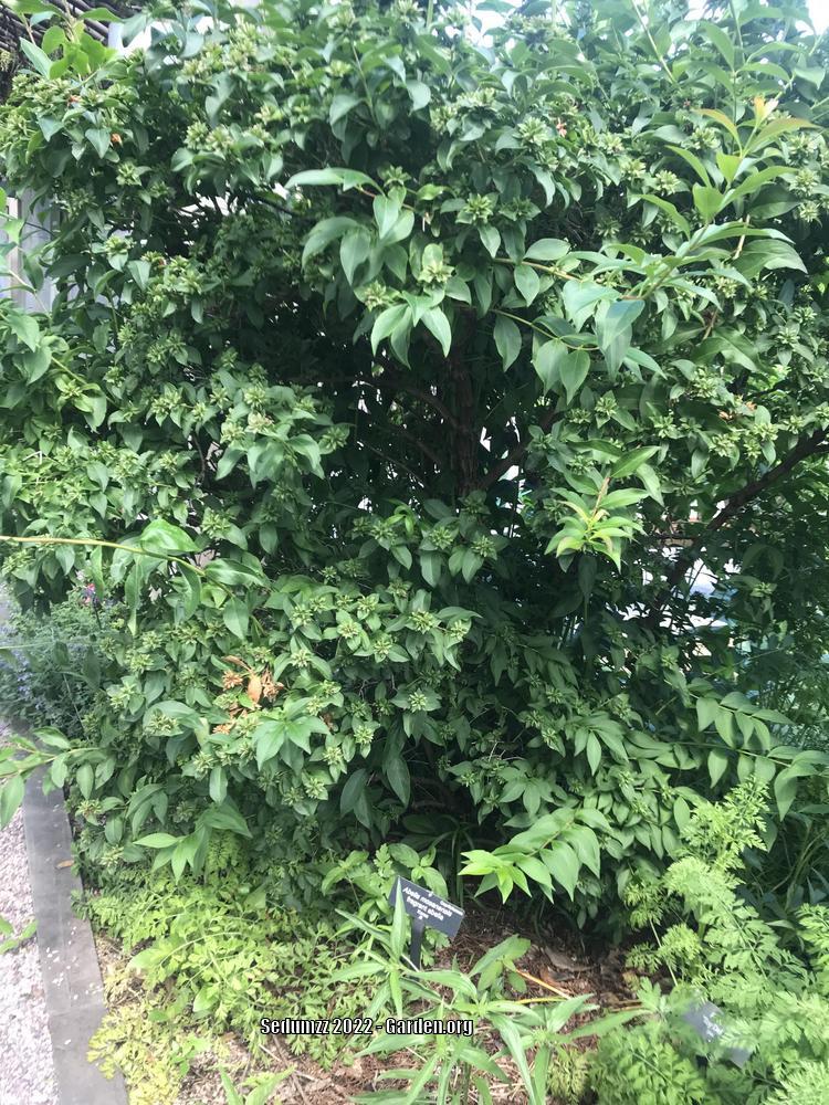 Photo of the entire plant of Fragrant Abelia (Zabelia tyaihyoni) posted ...