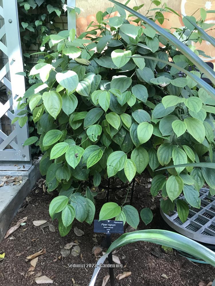 Photo of the entire plant of Black Pepper (Piper nigrum) posted by ...