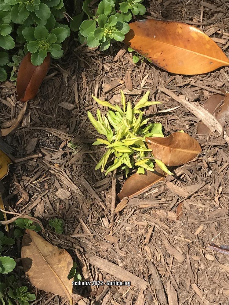 Photo of the seedling or young plant of Coleus (Coleus scutellarioides ...