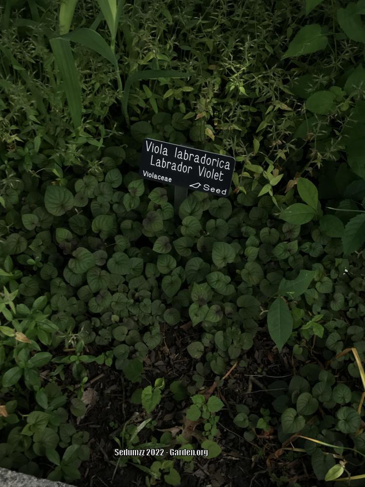 Photo of the entire plant of Labrador Violet (Viola labradorica) posted ...