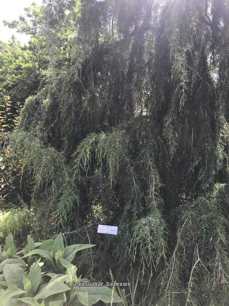 Eastern Red Cedar (Juniperus virginiana var. virginiana 'Pendula ...