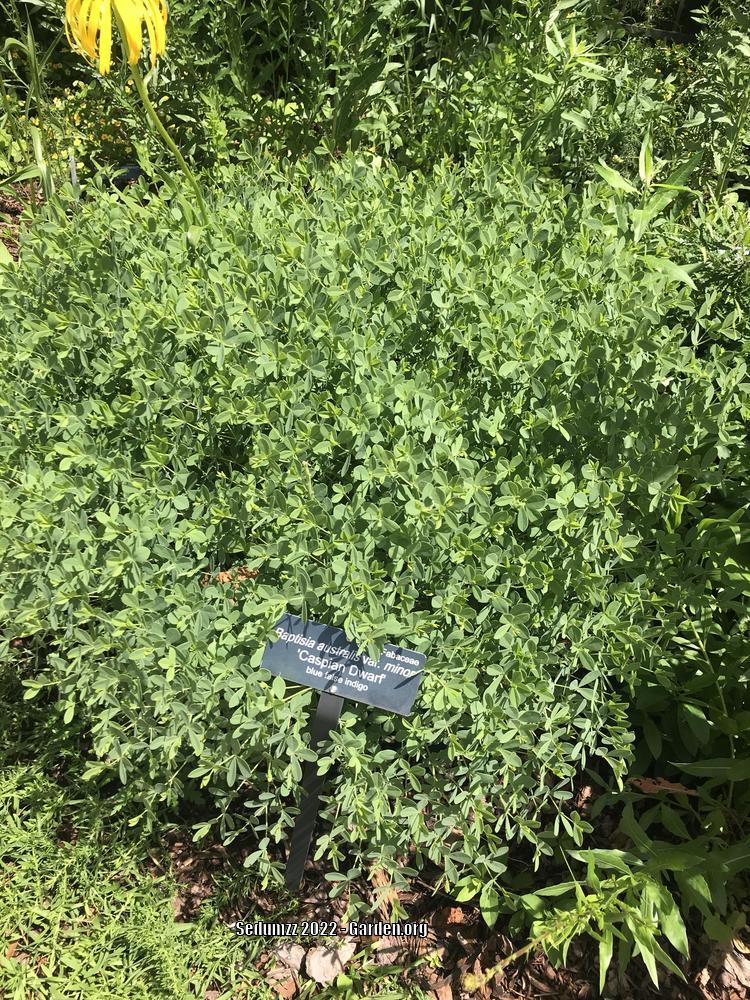 Photo of the entire plant of Dwarf False Indigo (Baptisia australis var ...
