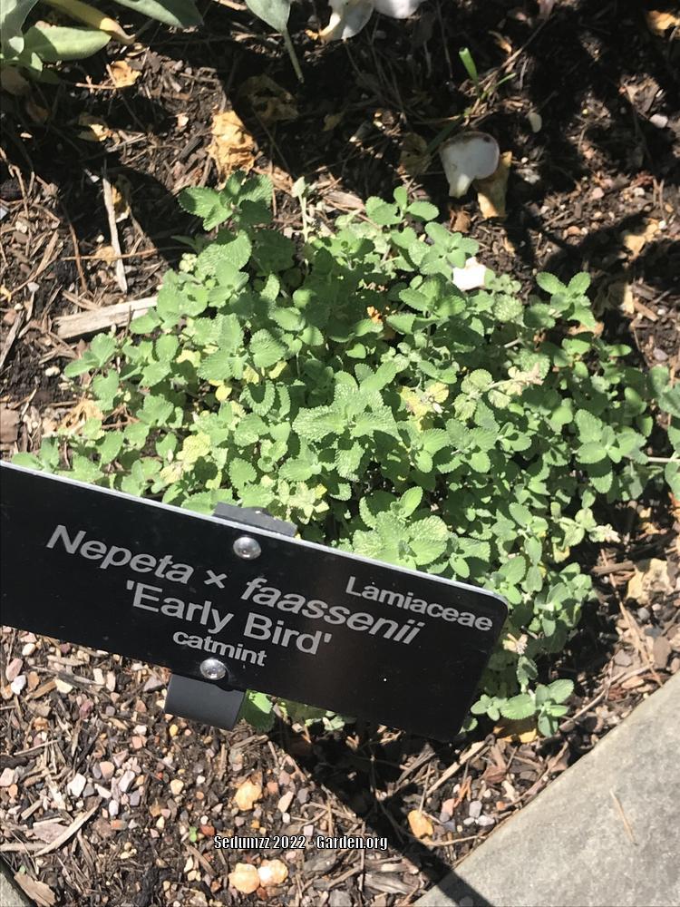 Photo of the entire plant of Catmint (Nepeta 'Early Bird') posted by ...