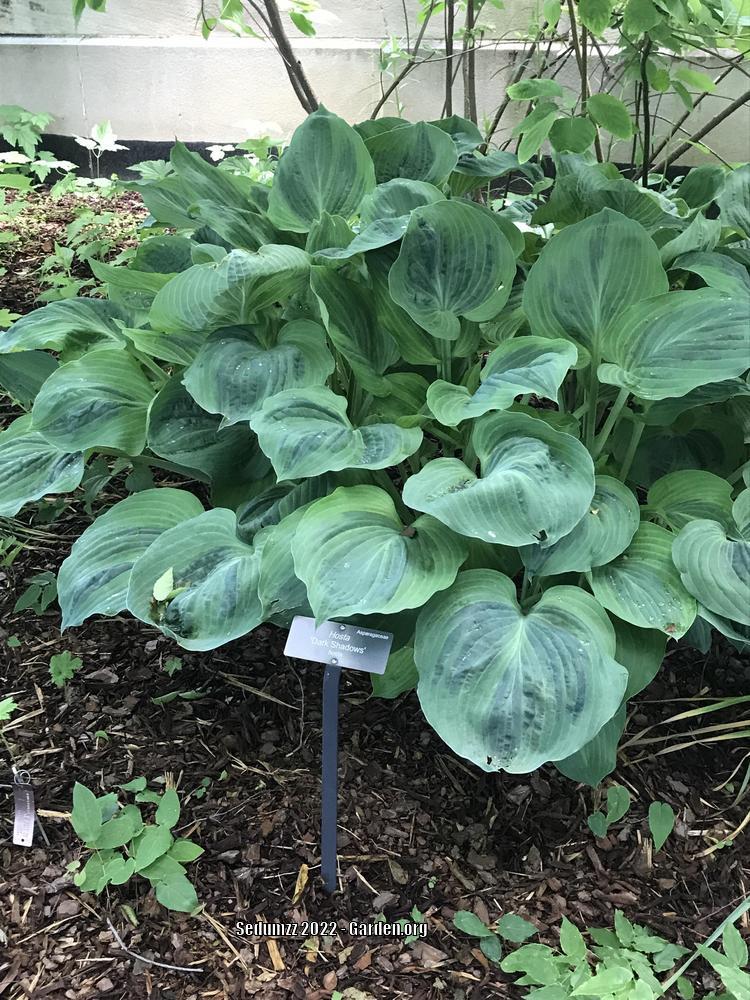 Photo of the entire plant of Hosta 'Dark Shadows' posted by sedumzz ...