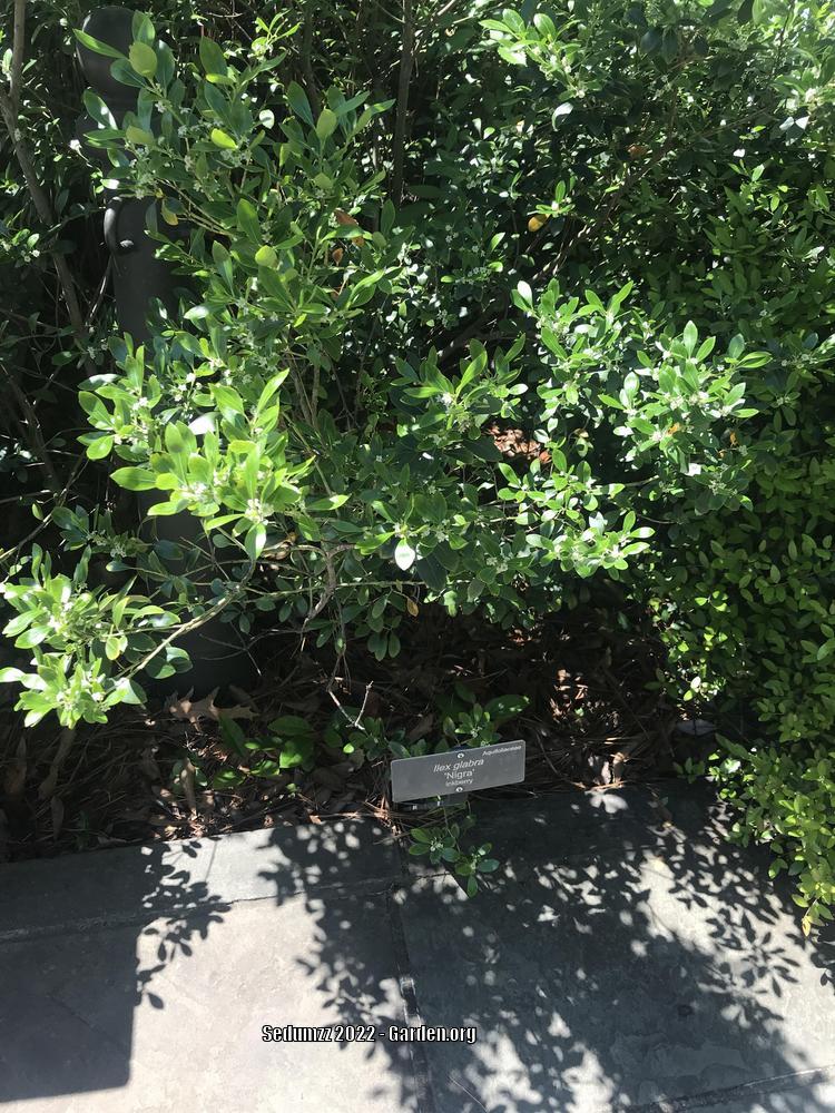 Inkberry (Ilex glabra 'Nigra') in the Ilex Database - Garden.org