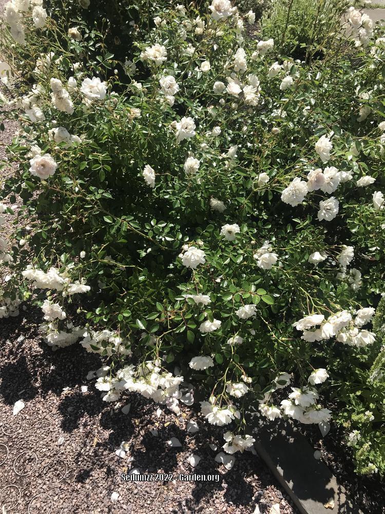 Photo of the entire plant of Rose (Rosa 'Sea Foam') posted by sedumzz ...