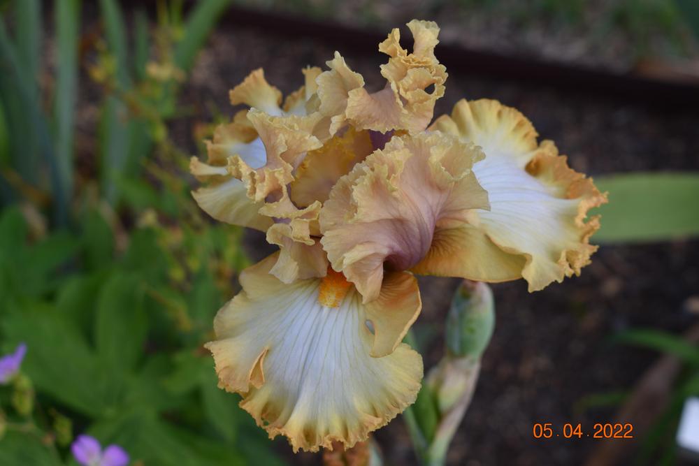 Photo of the bloom of Tall Bearded Iris (Iris 'Good on Ya') posted by ...