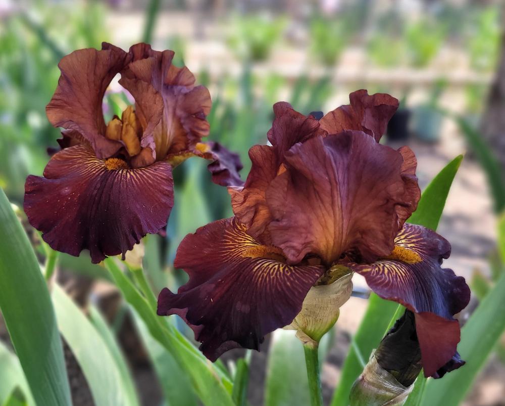 Photo of the bloom of Tall Bearded Iris (Iris 'Double Chocolate ...