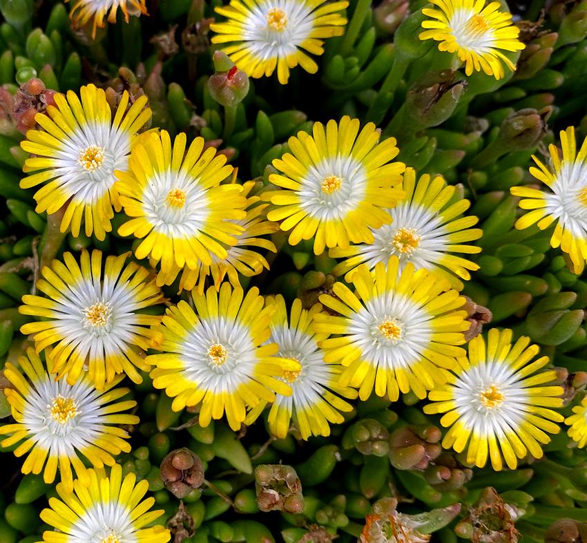 Photo of the bloom of Ice Plant (Delosperma 'Jewel of Desert Peridot ...