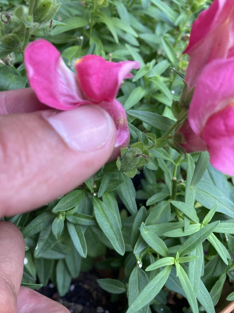 How do I properly "prune" a snapdragon so that it produces more blooms ...