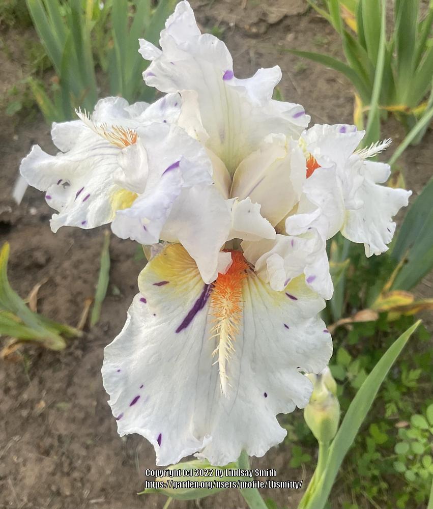 Photo of the bloom of Tall Bearded Iris (Iris 'Don't Doubt Dalton ...