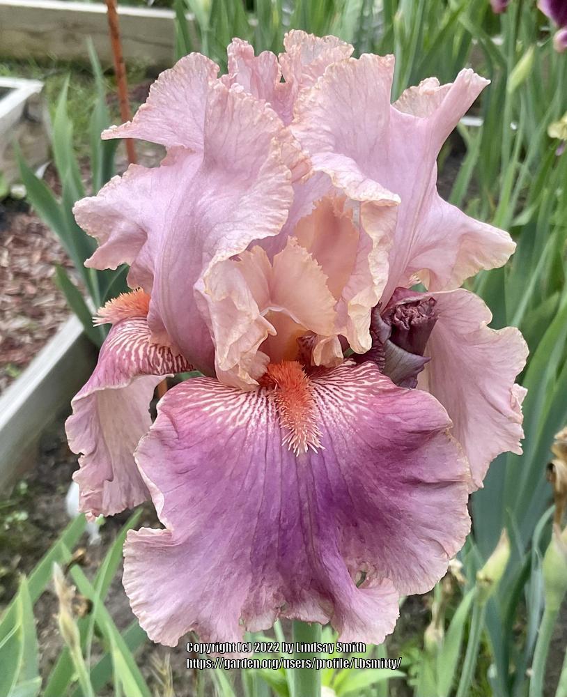 Photo of the bloom of Tall Bearded Iris (Iris 'Okapi Poppy') posted by Lbsmitty - Garden.org